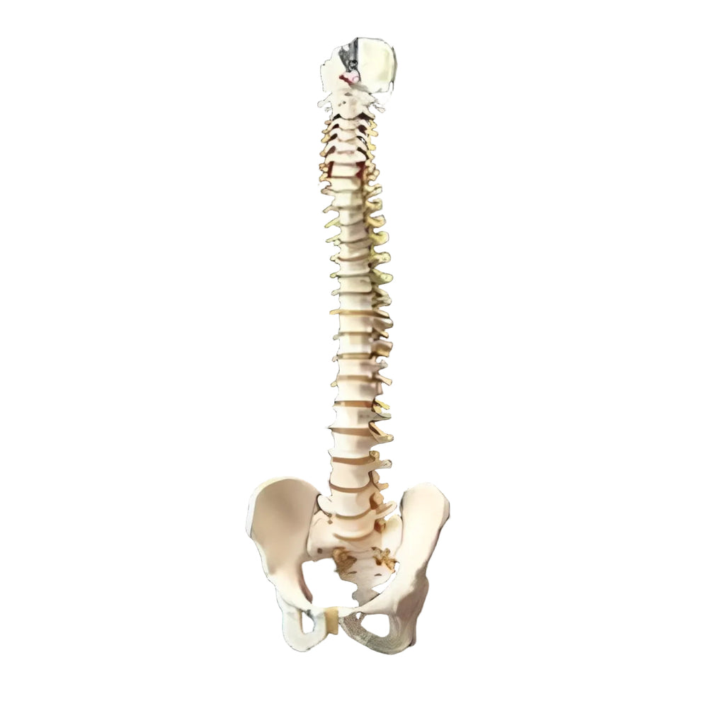 Flexible Spinal Column Model with Pelvis — 74 cm – Health Wholesale