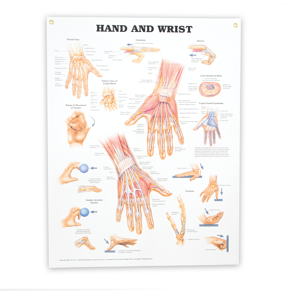 Hand & Wrist Anatomical Chart – Health Wholesale