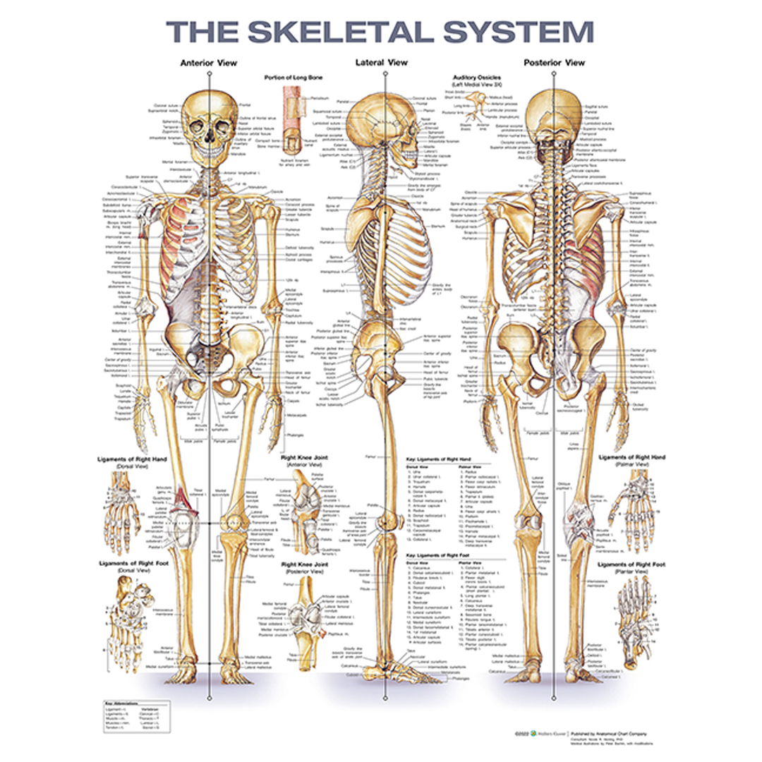 Skeletal System Anatomical Chart – Laminated 20 in x 26 in (50.8 x 66c ...